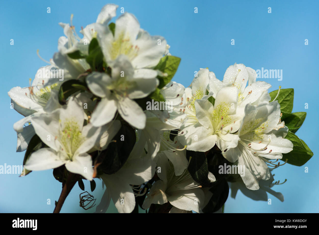 Rhododendrons are grown for their spectacular flowers, usually borne in ...