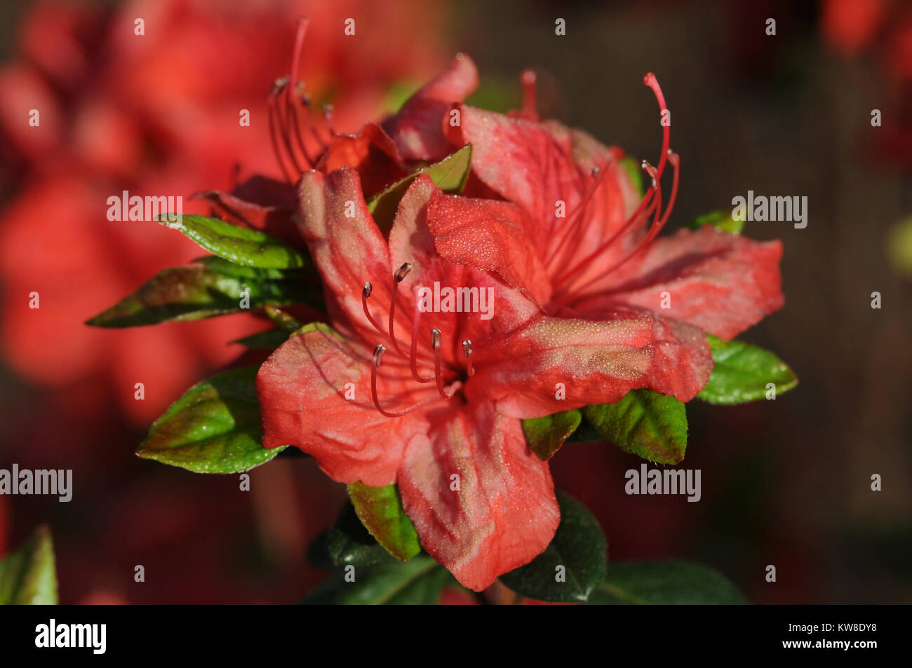 Rhododendrons are grown for their spectacular flowers, usually borne in ...