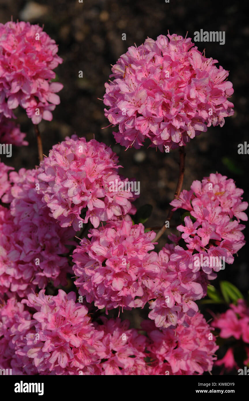 Rhododendrons are grown for their spectacular flowers, usually borne in ...