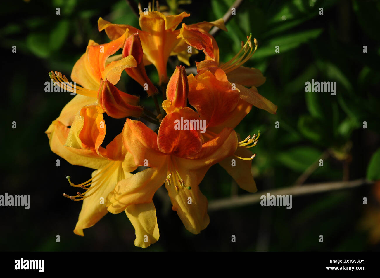 Rhododendrons are grown for their spectacular flowers, usually borne in ...
