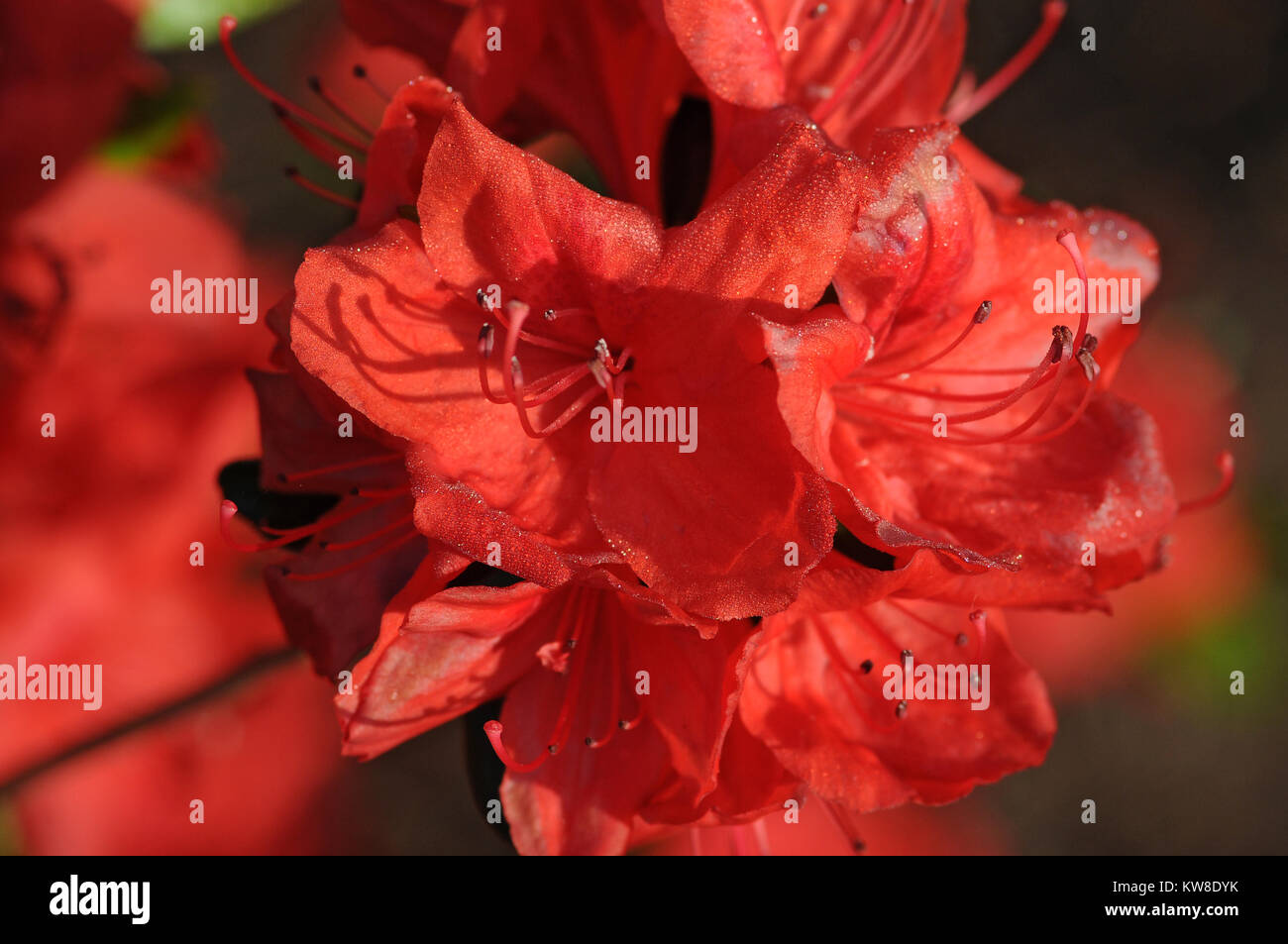 Rhododendrons are grown for their spectacular flowers, usually borne in ...