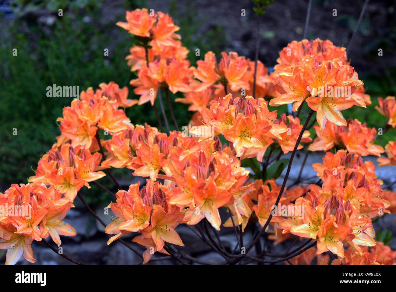 Rhododendrons are grown for their spectacular flowers, usually borne in ...