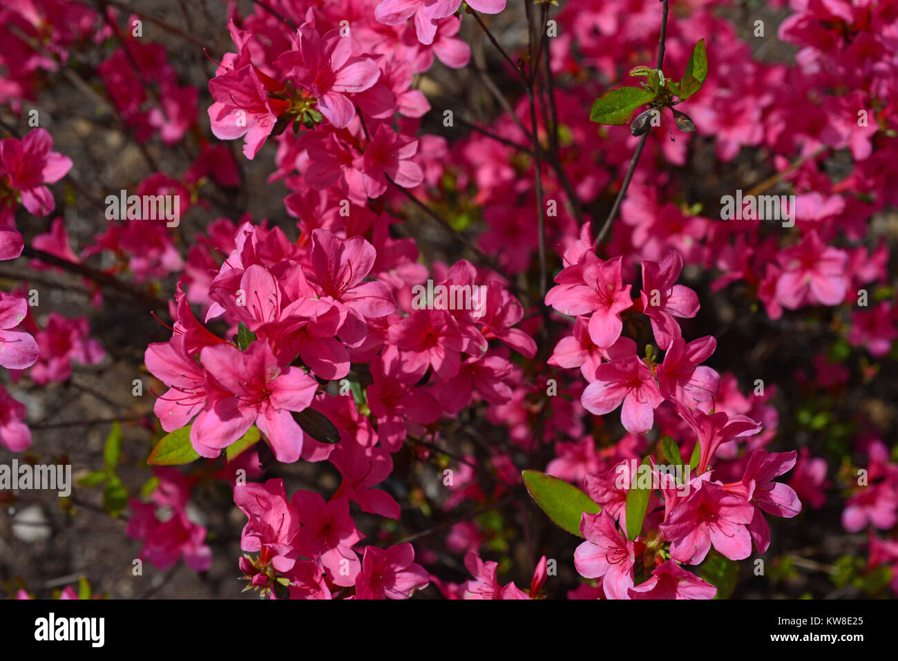 Rhododendrons are grown for their spectacular flowers, usually borne in ...