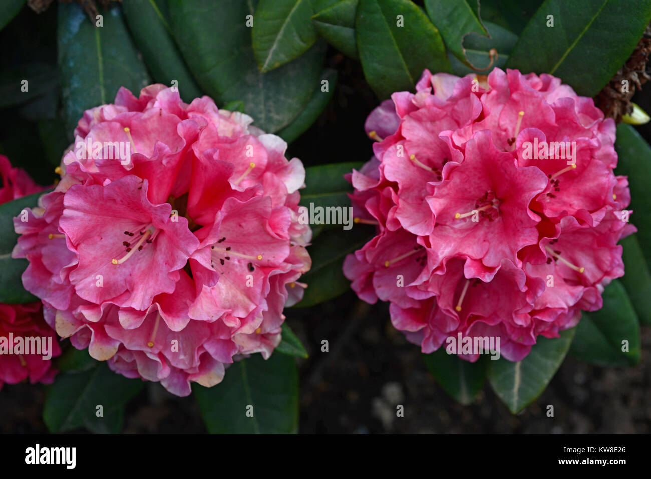 Rhododendrons are grown for their spectacular flowers, usually borne in ...