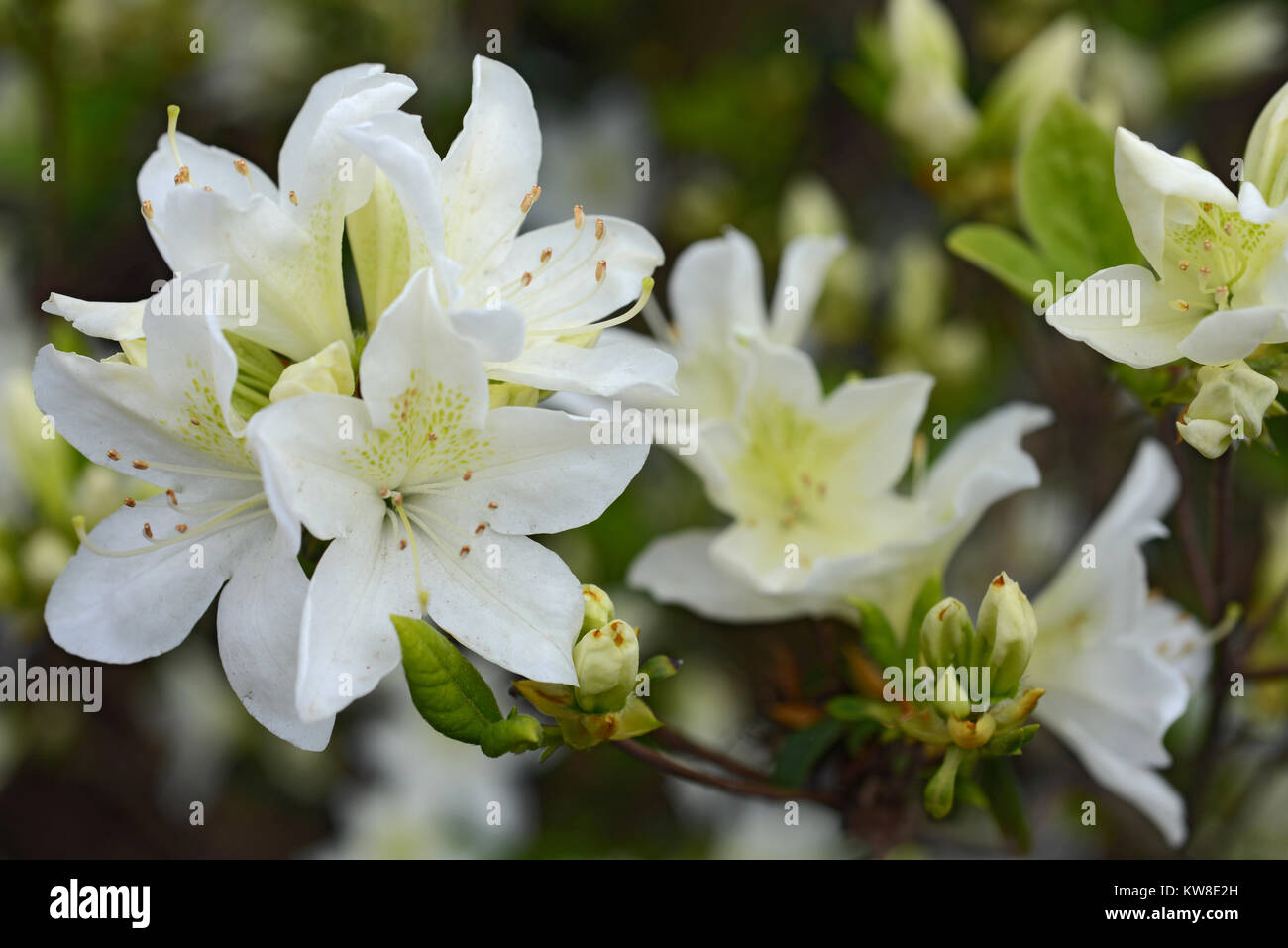 Rhododendrons are grown for their spectacular flowers, usually borne in ...