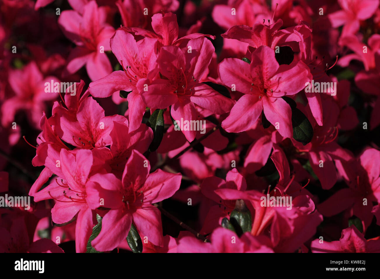 Rhododendrons are grown for their spectacular flowers, usually borne in ...