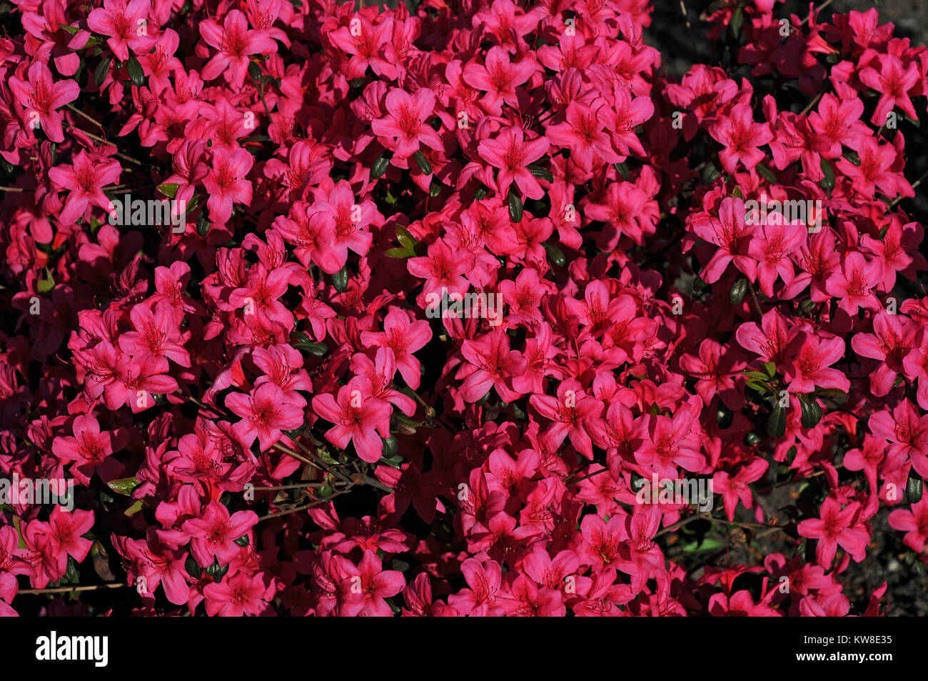 Rhododendrons are grown for their spectacular flowers, usually borne in ...