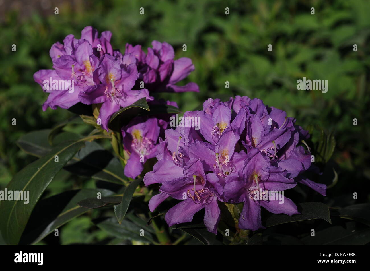 Rhododendrons are grown for their spectacular flowers, usually borne in ...