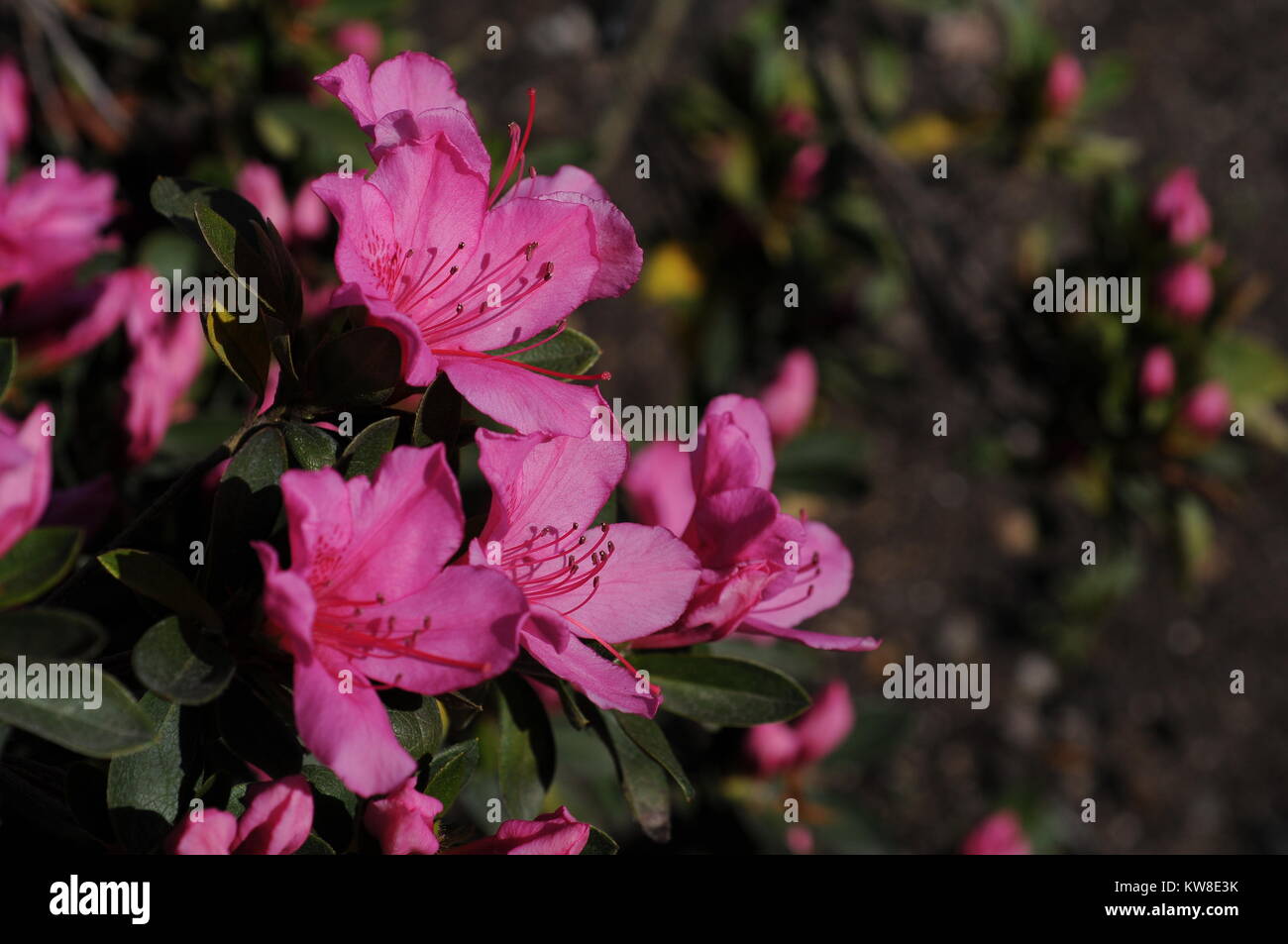 Rhododendrons are grown for their spectacular flowers, usually borne in ...