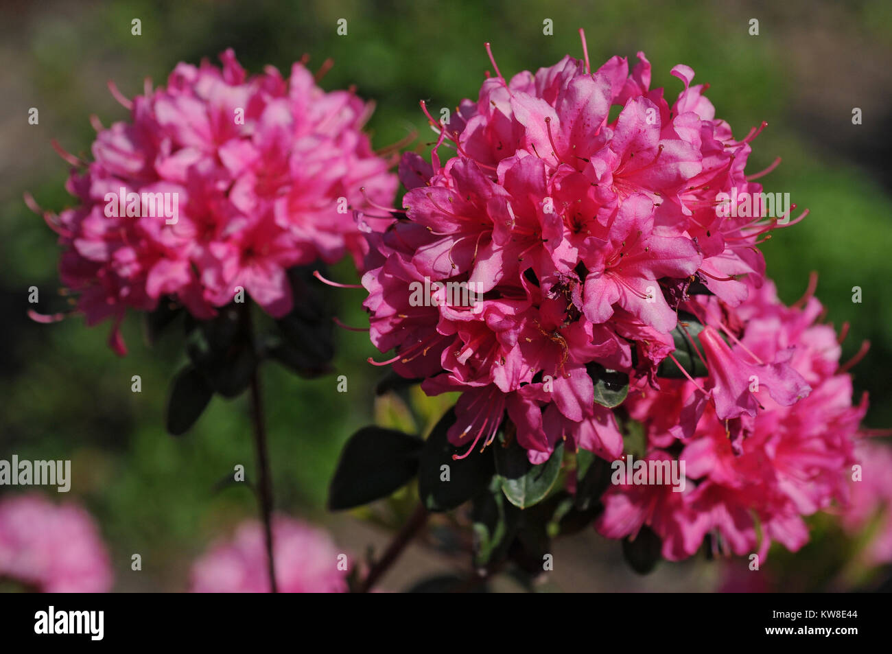 Rhododendrons are grown for their spectacular flowers, usually borne in ...