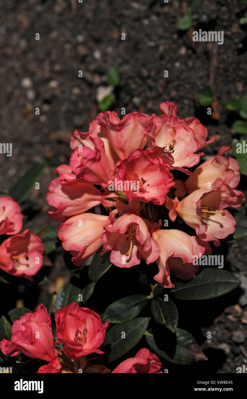 Rhododendrons are grown for their spectacular flowers, usually borne in ...