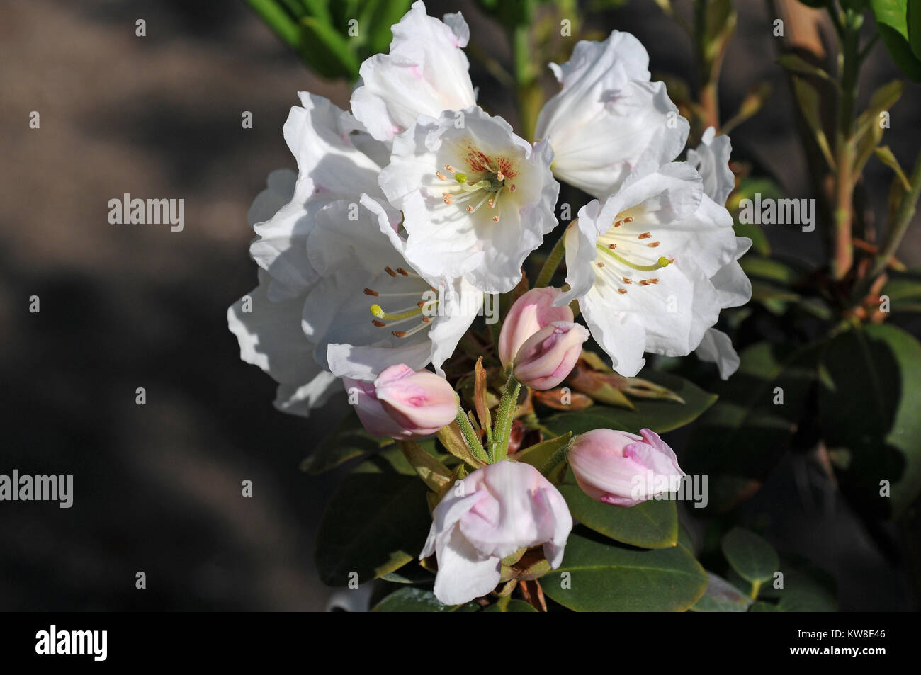 Rhododendrons are grown for their spectacular flowers, usually borne in ...