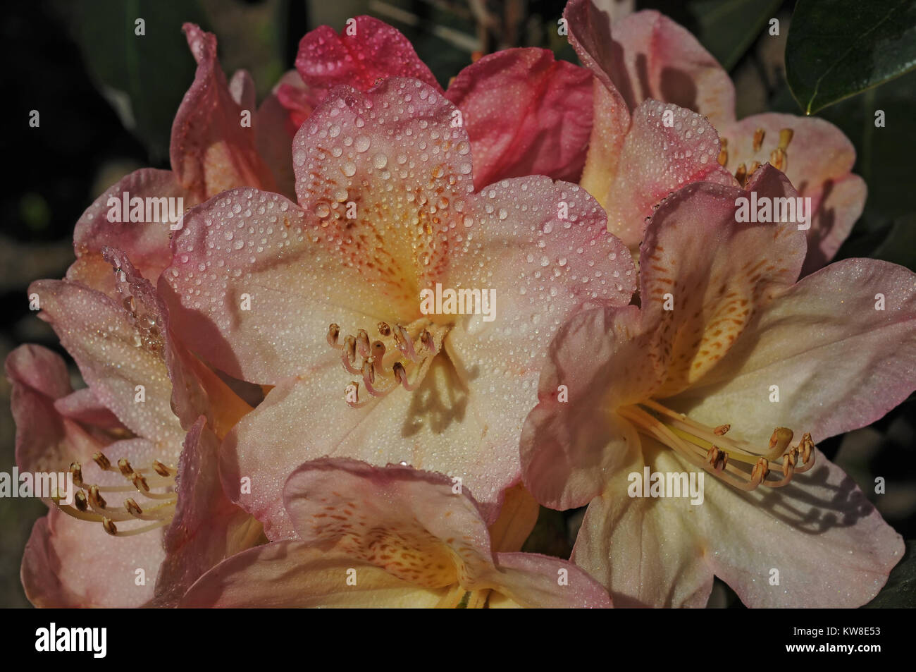 Rhododendrons are grown for their spectacular flowers, usually borne in ...