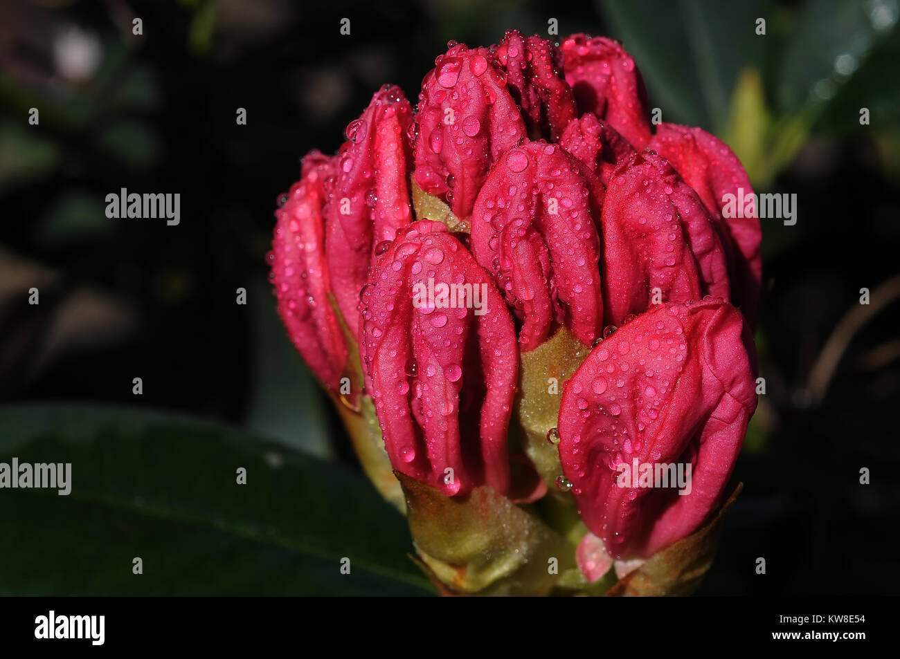 Rhododendrons are grown for their spectacular flowers, usually borne in ...