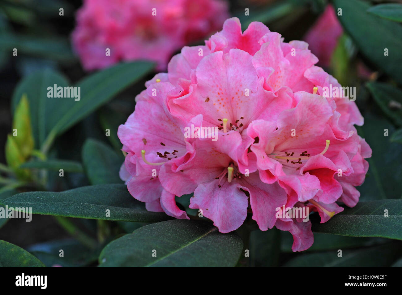 Rhododendrons are grown for their spectacular flowers, usually borne in ...