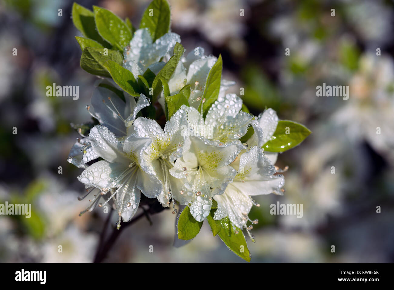 Rhododendrons are grown for their spectacular flowers, usually borne in ...