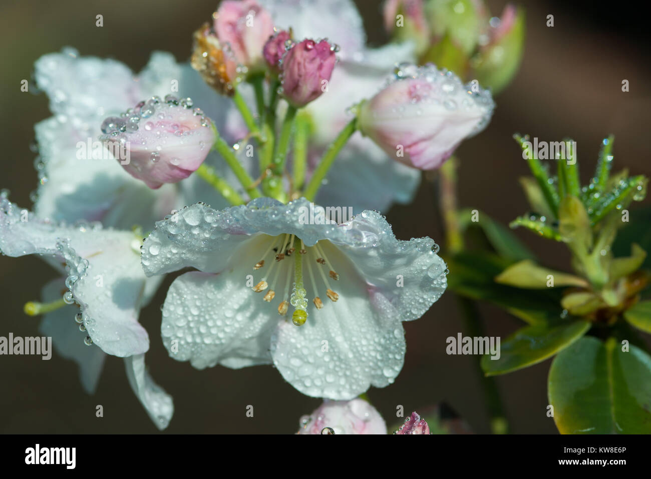 Rhododendrons are grown for their spectacular flowers, usually borne in ...