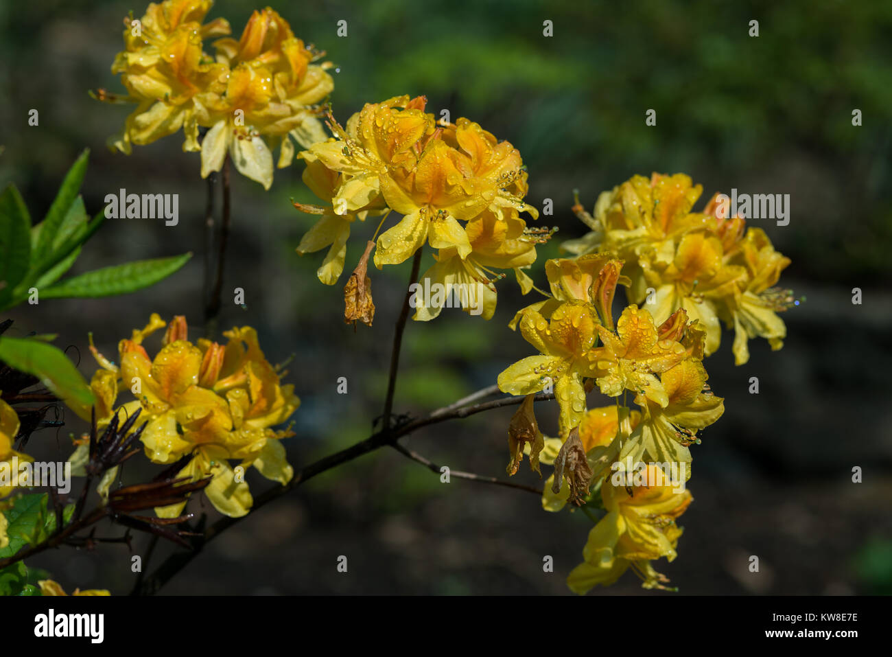 Rhododendrons are grown for their spectacular flowers, usually borne in ...