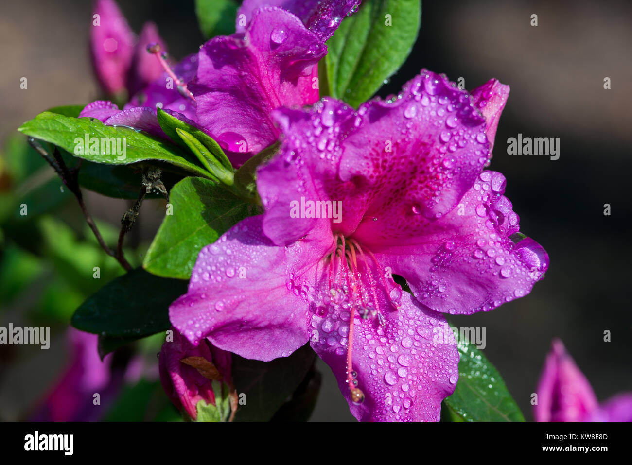 Rhododendrons are grown for their spectacular flowers, usually borne in ...