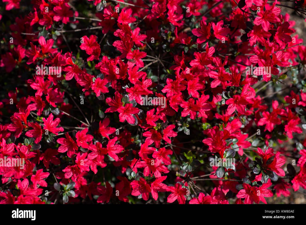 Rhododendrons are grown for their spectacular flowers, usually borne in ...