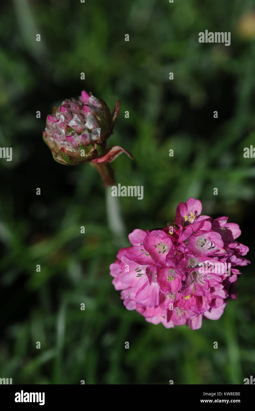 Rhododendrons are grown for their spectacular flowers, usually borne in ...
