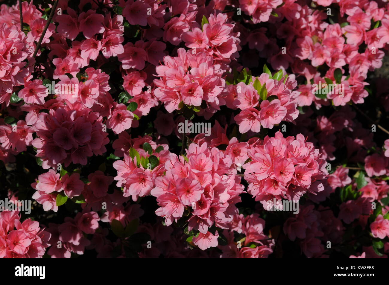 Rhododendrons are grown for their spectacular flowers, usually borne in ...