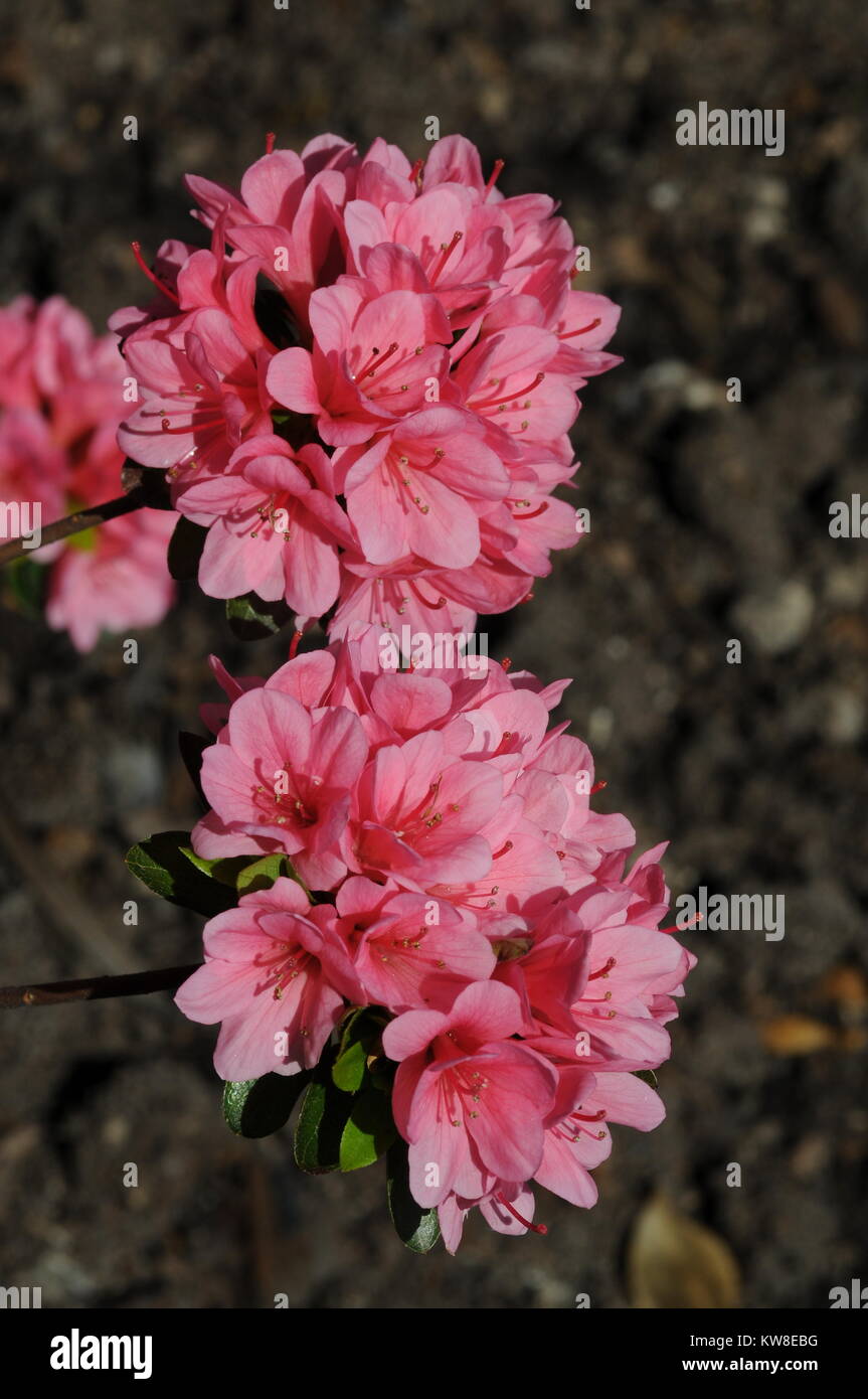 Rhododendrons are grown for their spectacular flowers, usually borne in ...