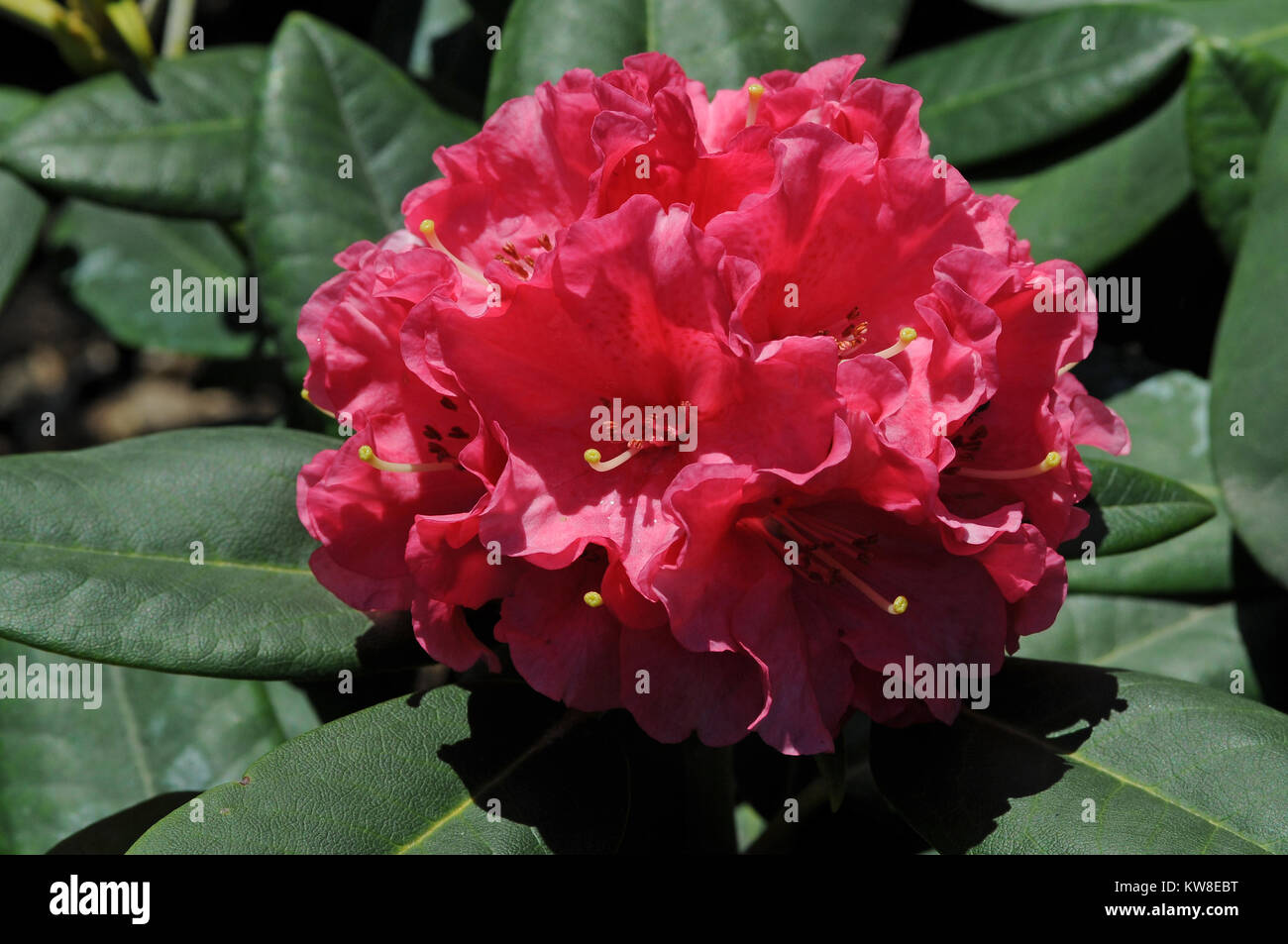 Rhododendrons are grown for their spectacular flowers, usually borne in ...