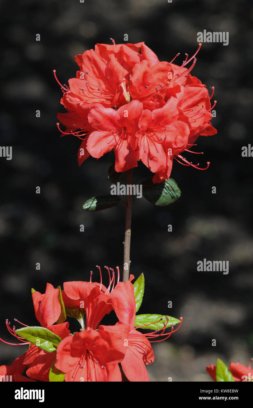 Rhododendrons are grown for their spectacular flowers, usually borne in ...