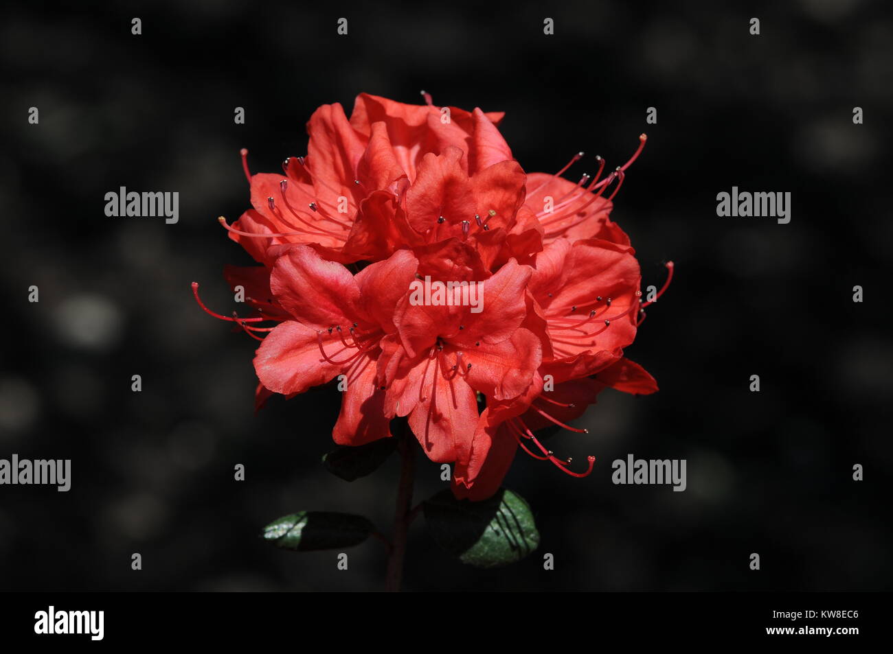 Rhododendrons are grown for their spectacular flowers, usually borne in ...