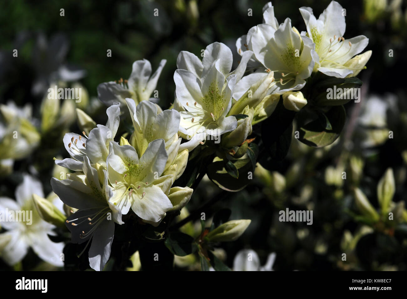 Rhododendrons are grown for their spectacular flowers, usually borne in ...