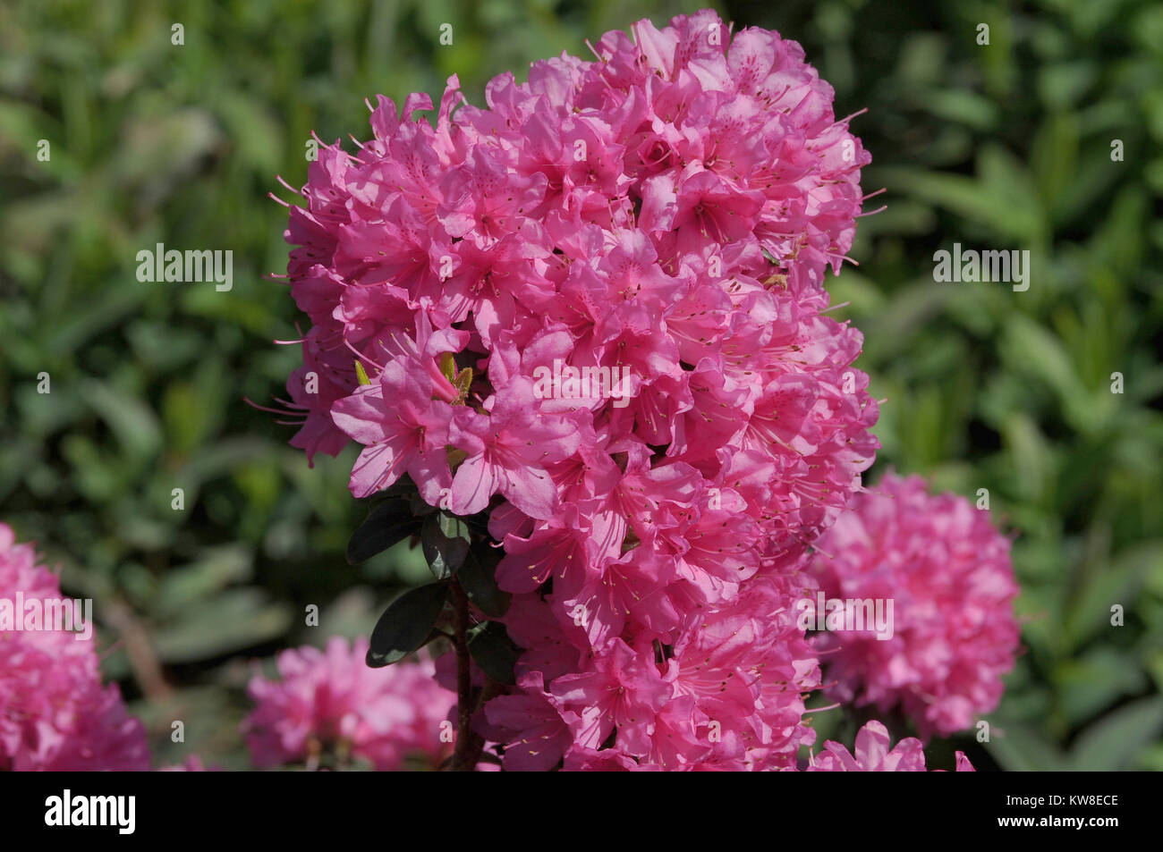 Rhododendrons are grown for their spectacular flowers, usually borne in ...