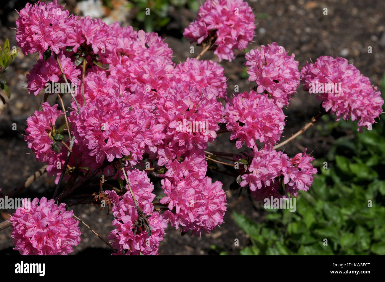 Rhododendrons are grown for their spectacular flowers, usually borne in ...