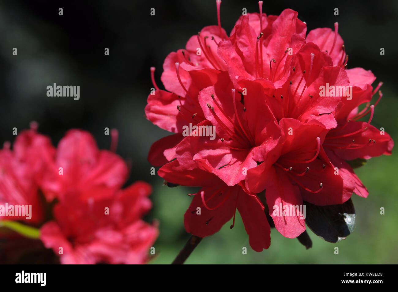 Rhododendrons are grown for their spectacular flowers, usually borne in ...