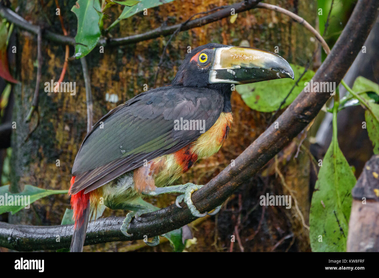 Tucan travel hi-res stock photography and images - Alamy