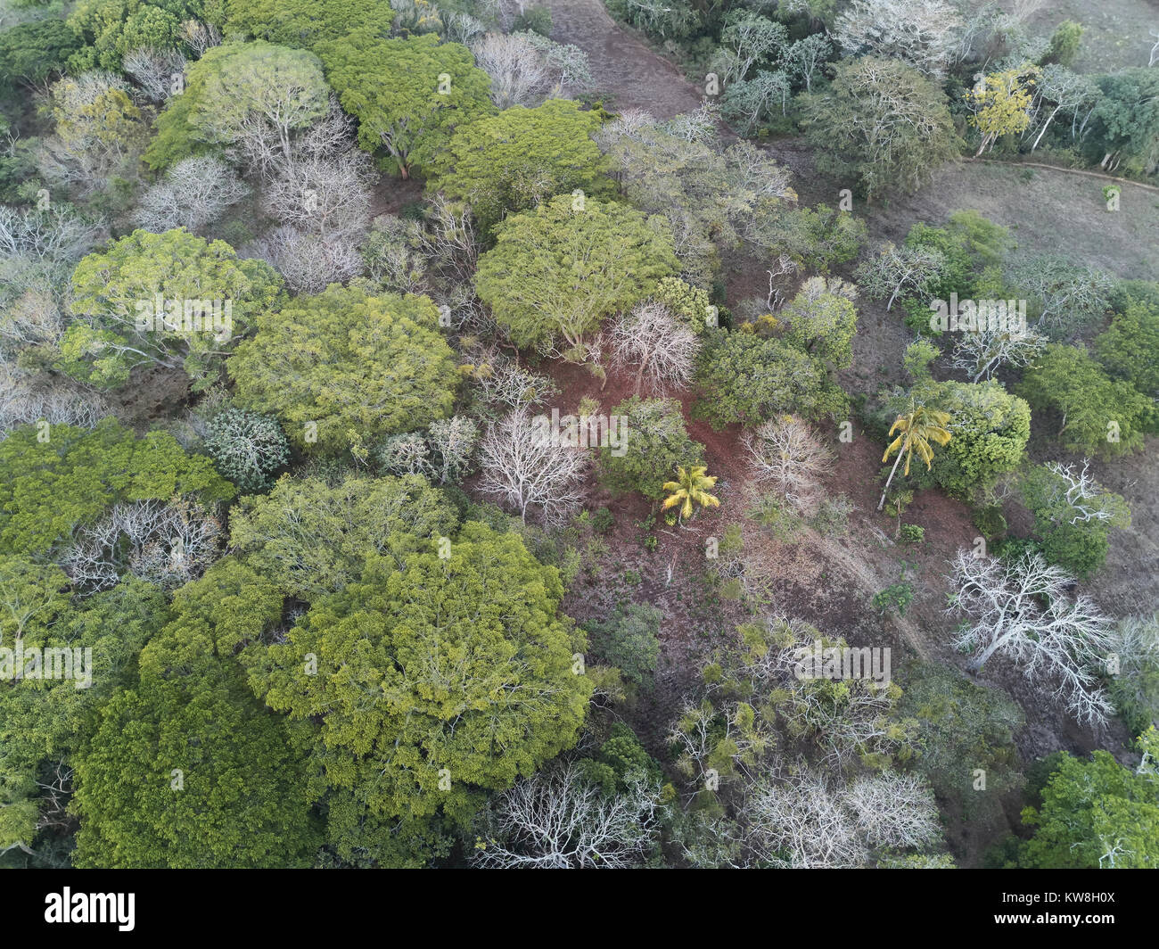Aerial view rainforest trees on hi-res stock photography and images - Alamy