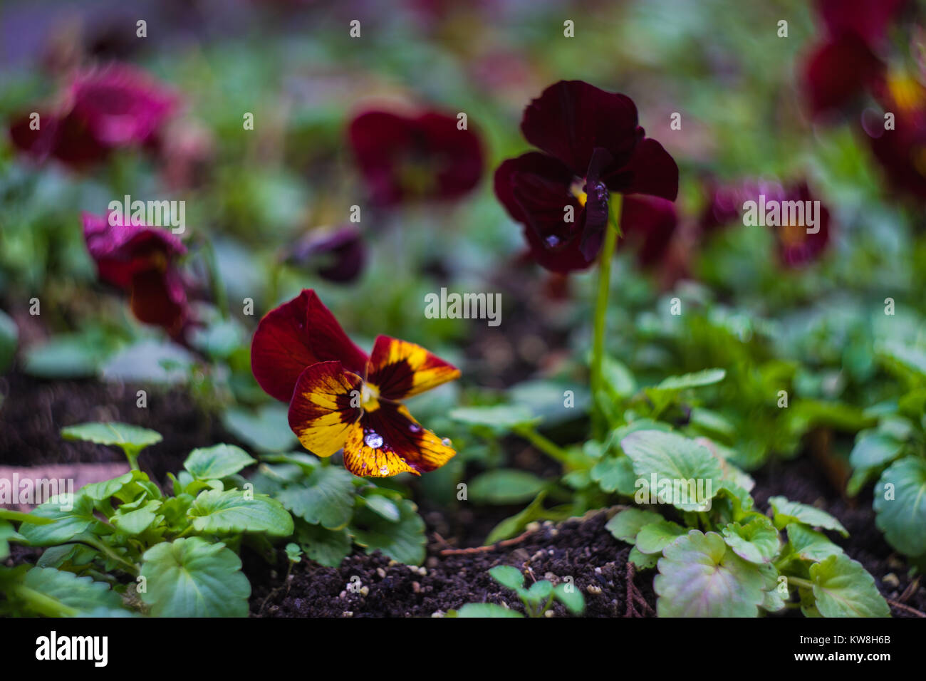 Cornuta violas hi-res stock photography and images - Alamy