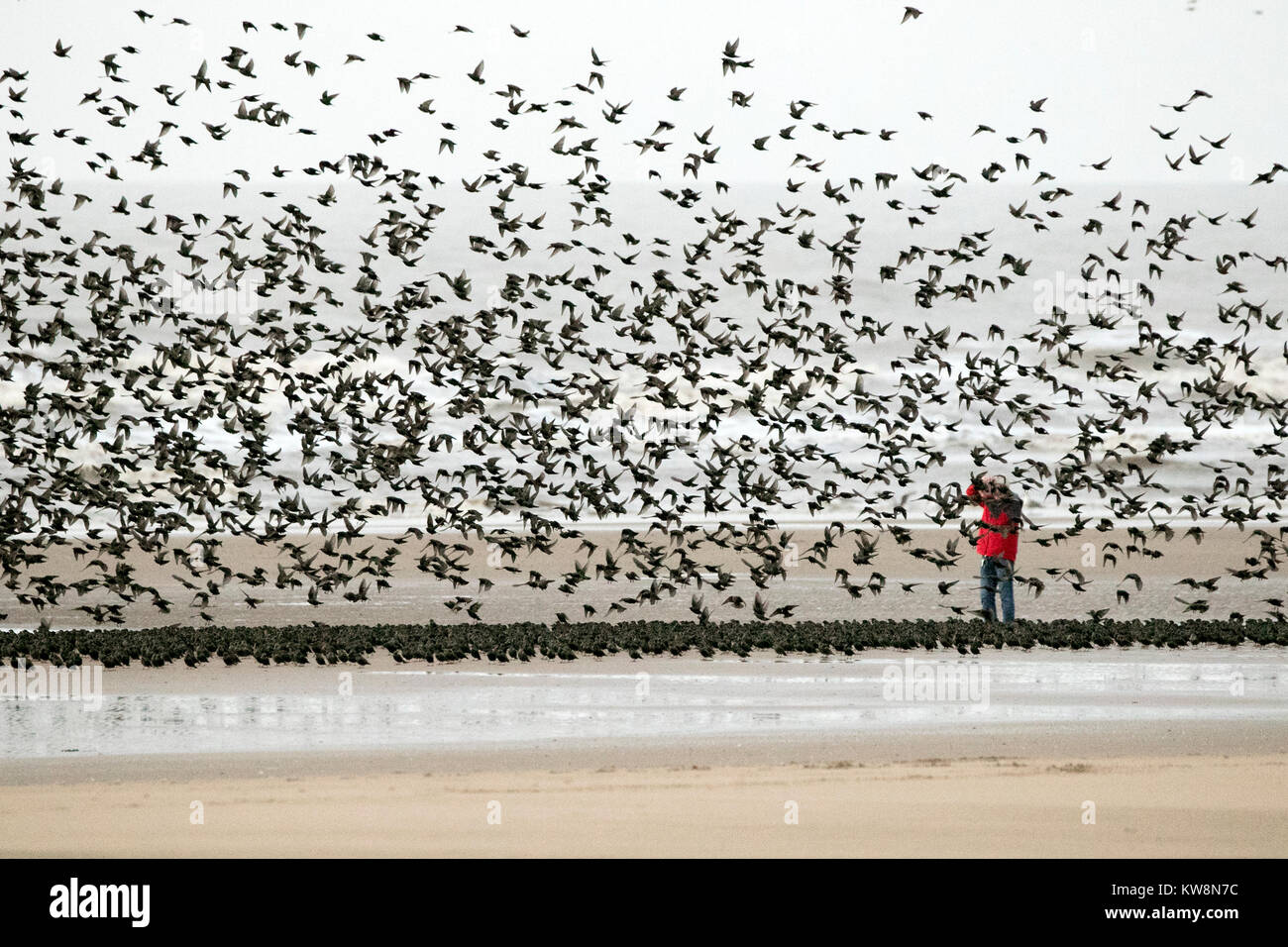 flock fly animal starling flight swarm bird dusk murmuration blackpool ...