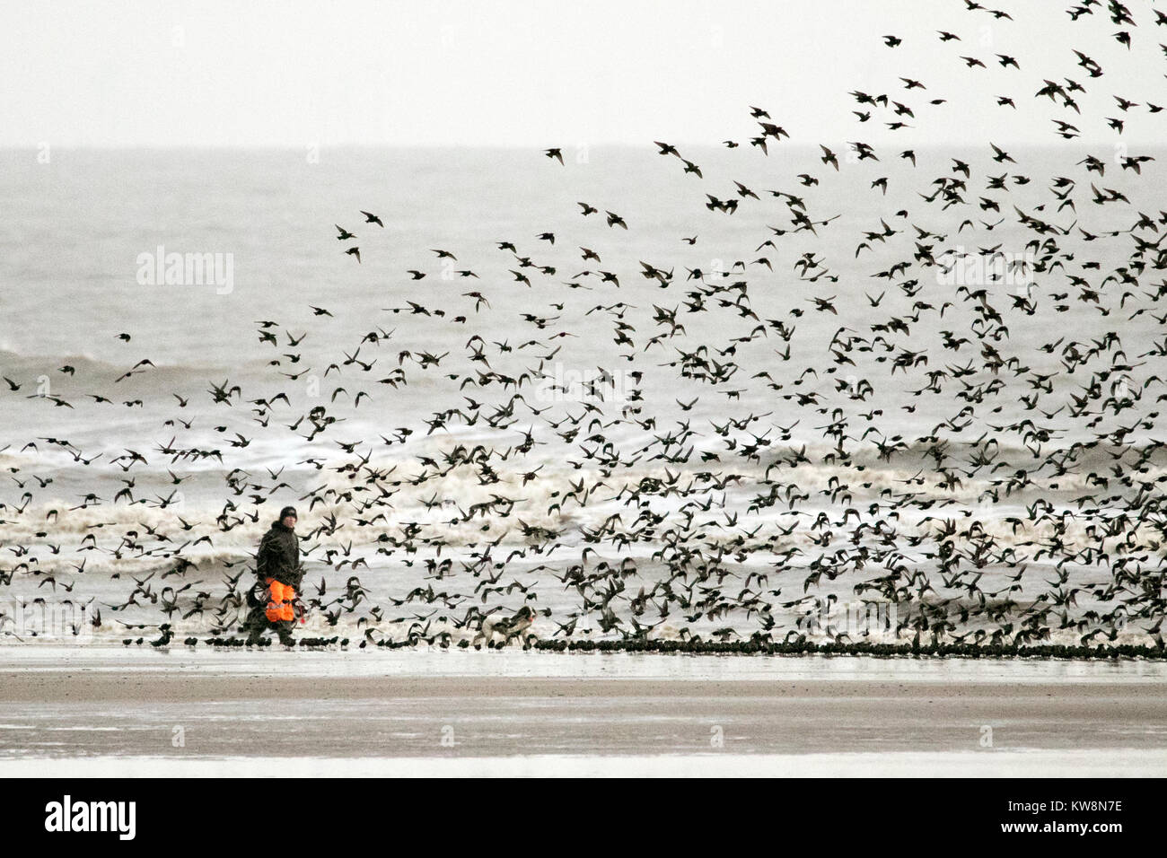 flock fly animal starling flight swarm bird dusk murmuration blackpool ...