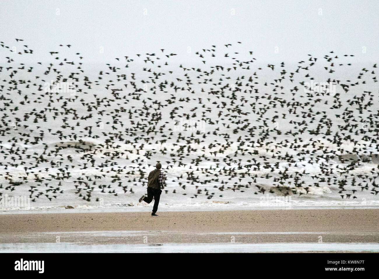 flock fly animal starling flight swarm bird dusk murmuration blackpool ...