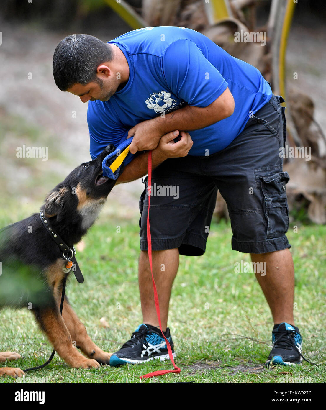 K9 training school hi-res stock photography and images - Alamy