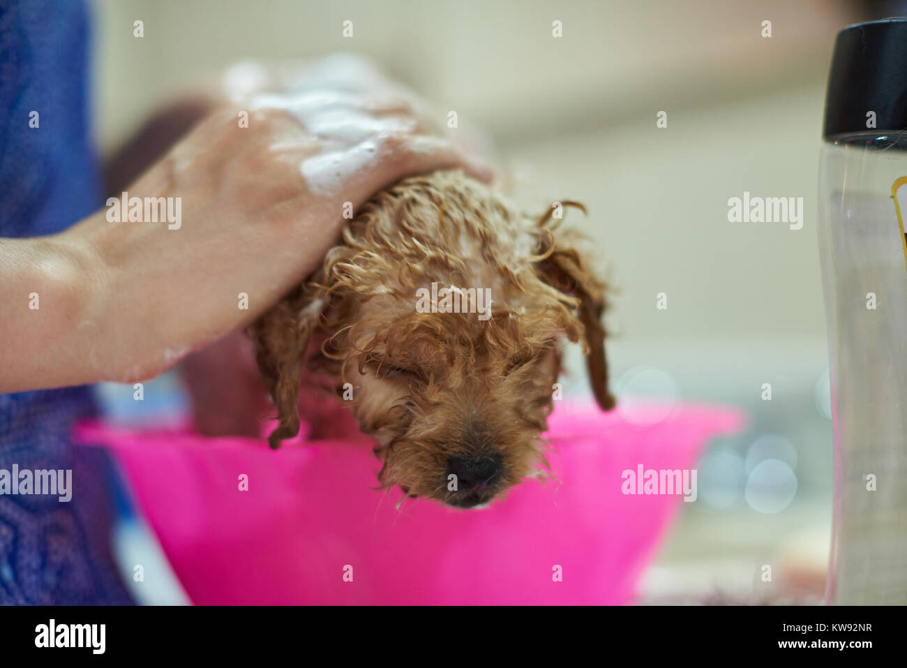 Dog care service theme. Small dog puppy take shower Stock Photo - Alamy