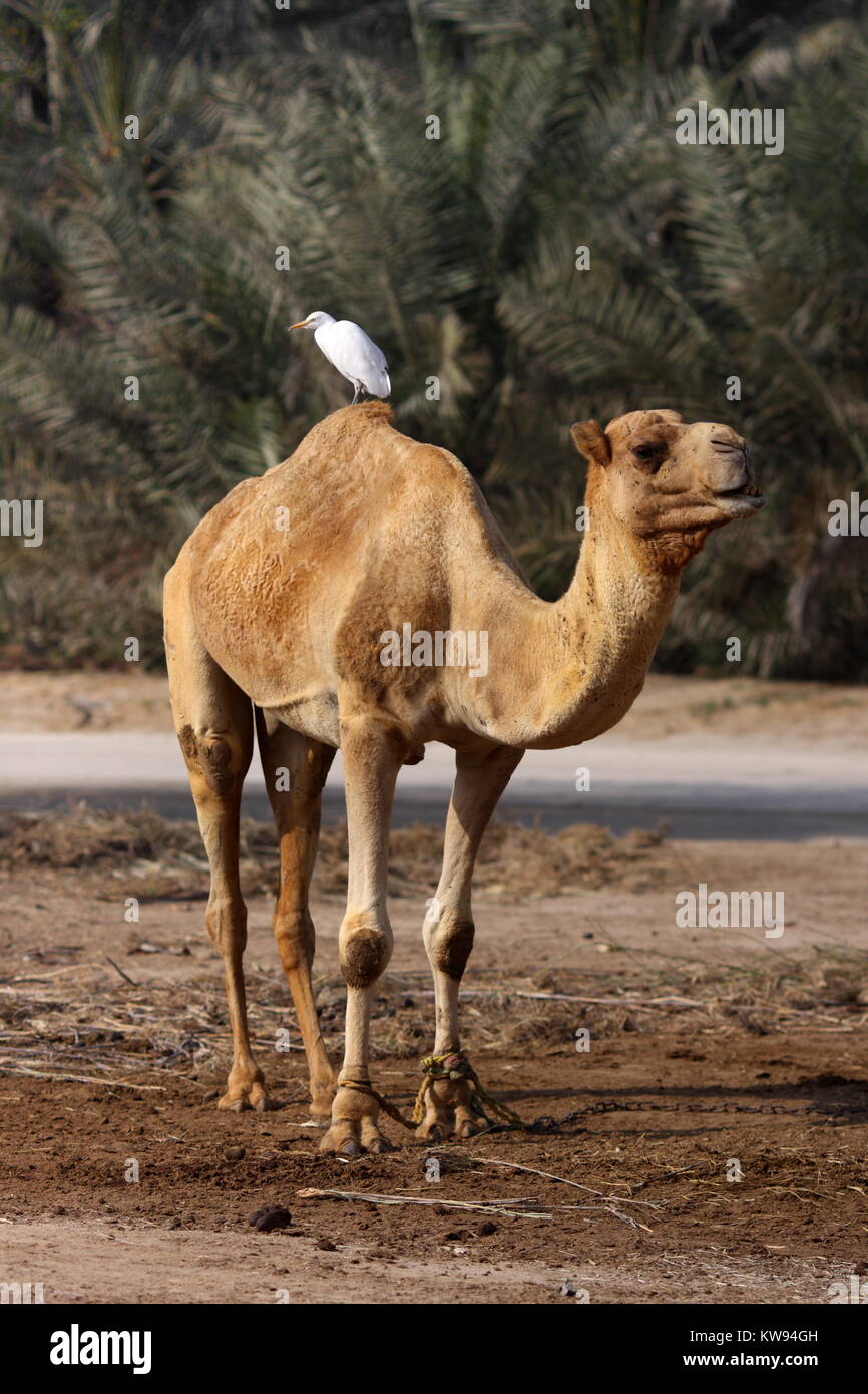 Camel and cattle egret at Janabiya Camel farm, Kingdom of Bahrain Stock ...