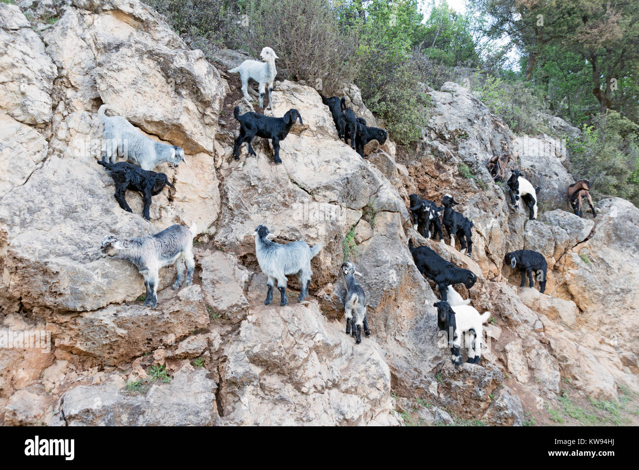 Goat herd symbol hi-res stock photography and images - Alamy