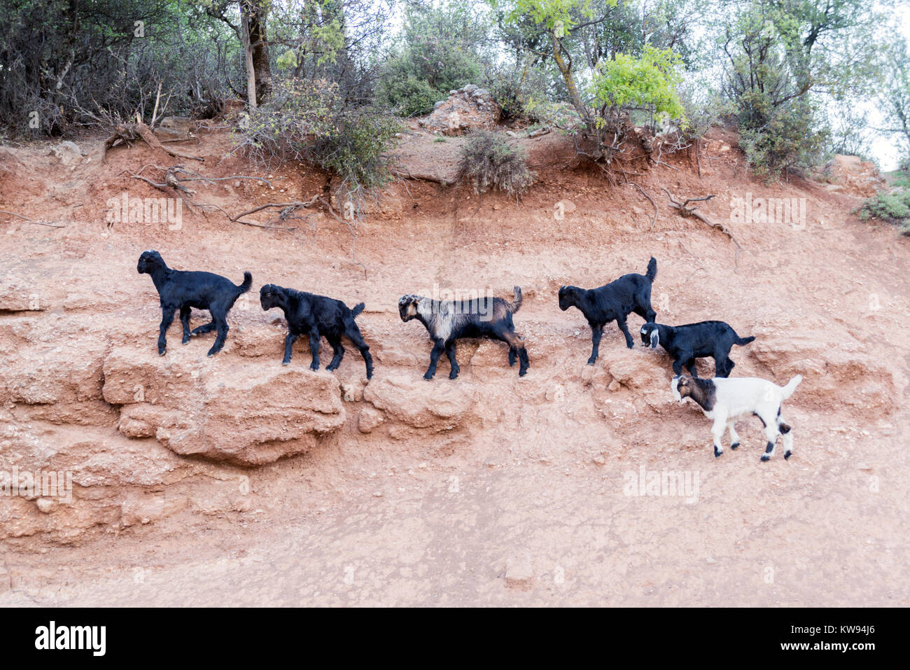 Goat herd symbol hi-res stock photography and images - Alamy