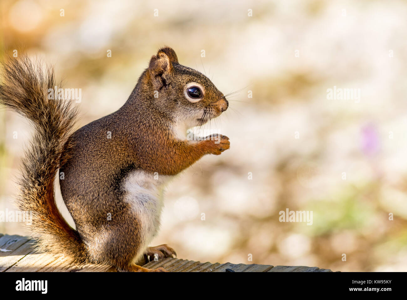 American Red Squirrel (Tamiasciurus hudsonicus) appears to be smiling ...