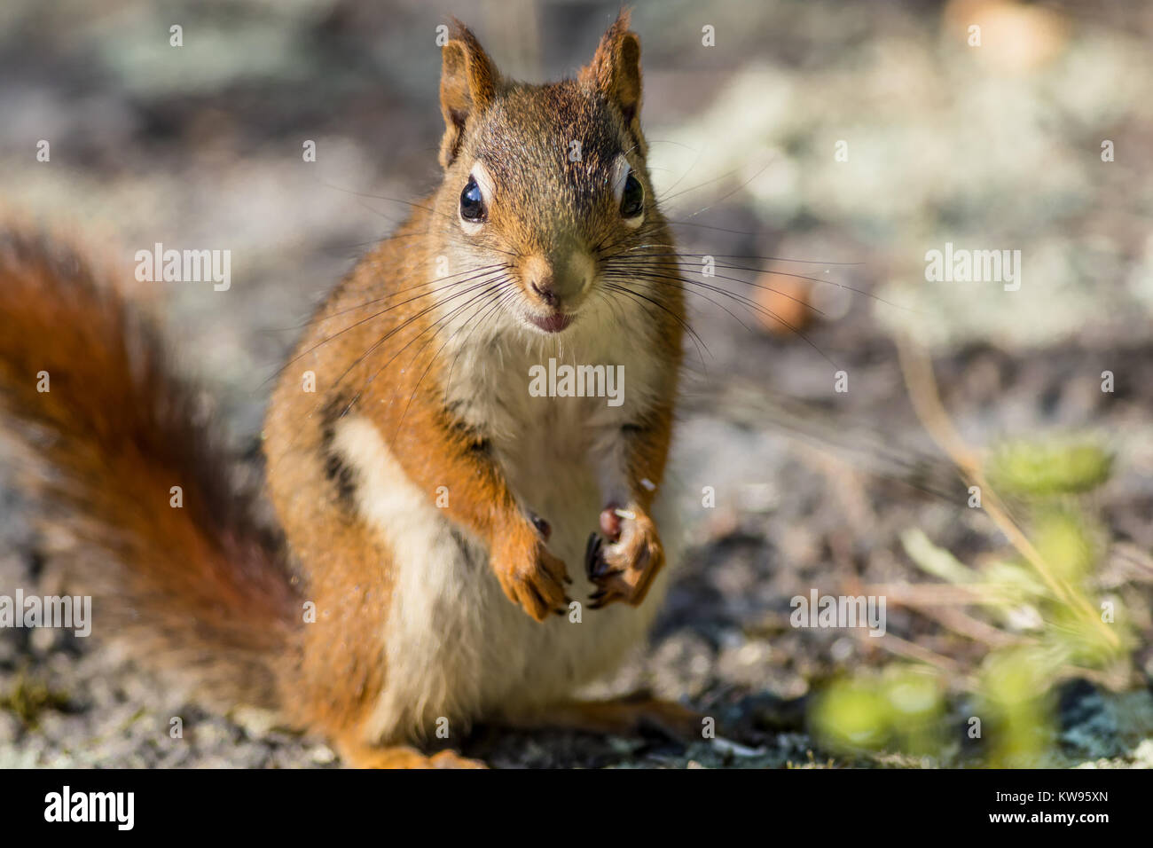 American Red Squirrel (Tamiasciurus hudsonicus) appears to be smiling ...