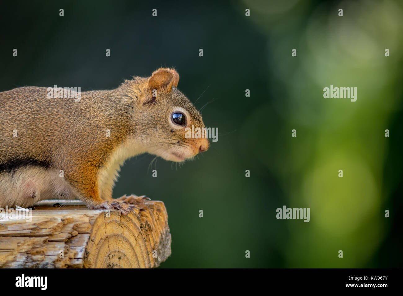 American Red Squirrel (Tamiasciurus hudsonicus) looks down from up high ...