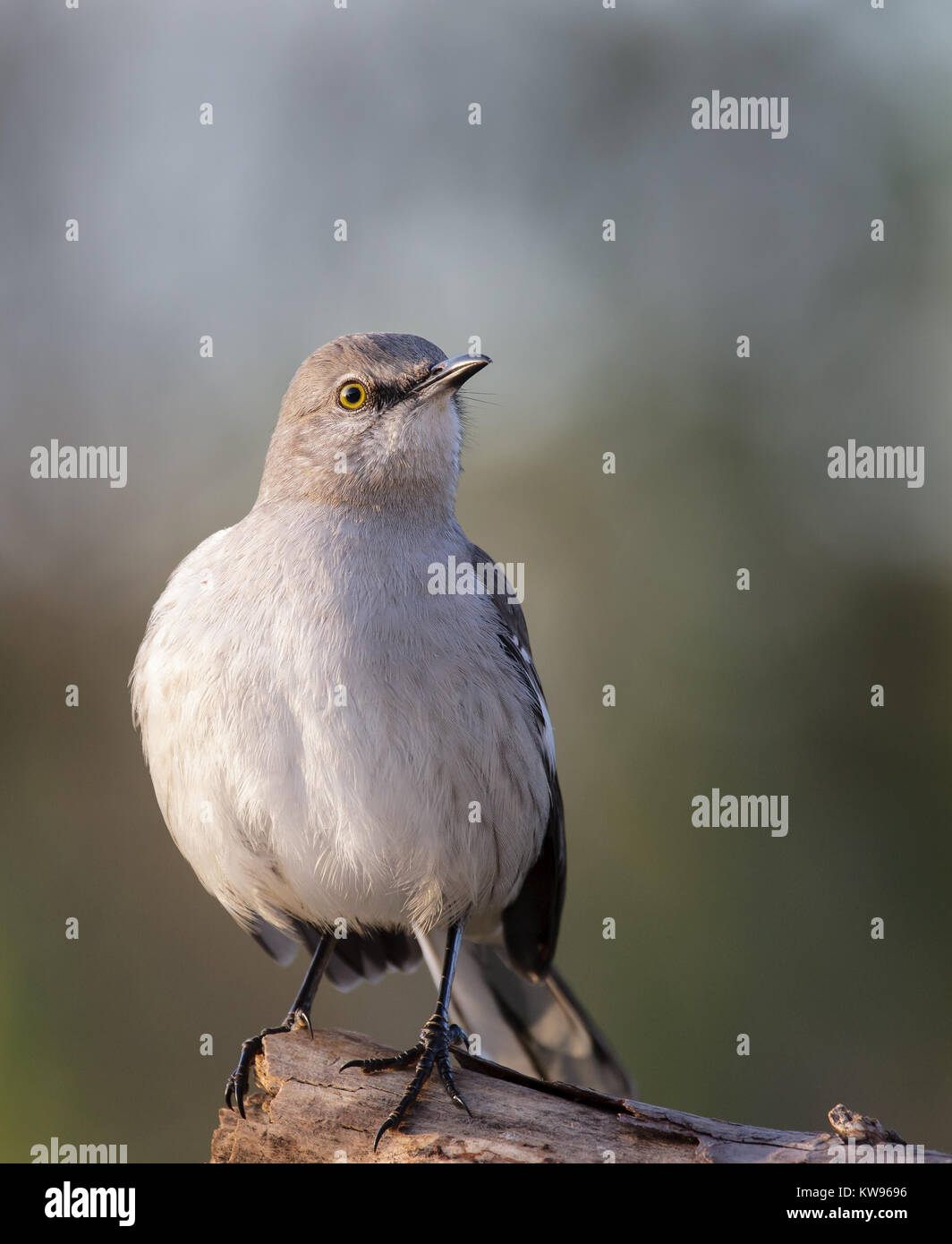 Mockingbird known for its intelligence hi-res stock photography and ...