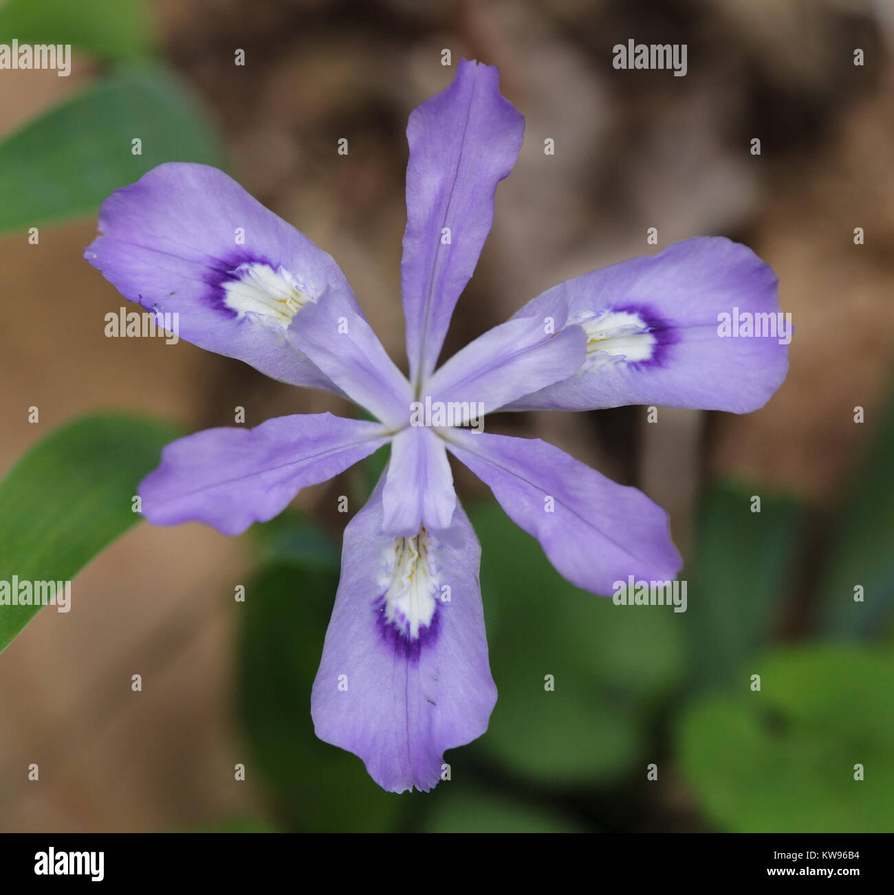 Family of the iris plants iridaceae hi-res stock photography and images ...